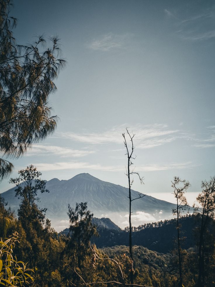 Panduan Mendaki Gunung Argopuro: Terpanjang di Jawa!